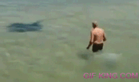 Stingray GIFs - Get the best gif on GIFER