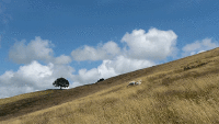 Wheat GIFs - Get the best gif on GIFER