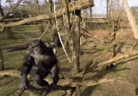 Chimpance GIF - Conseguir el mejor gif en GIFER