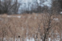 Campo GIFs - Get the best gif on GIFER