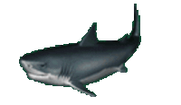Shark GIFs - Get the best gif on GIFER