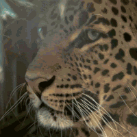 Leopard GIFs - Get the best gif on GIFER