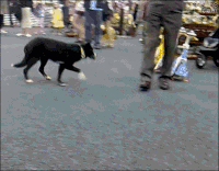 Goose GIFs - Get the best gif on GIFER