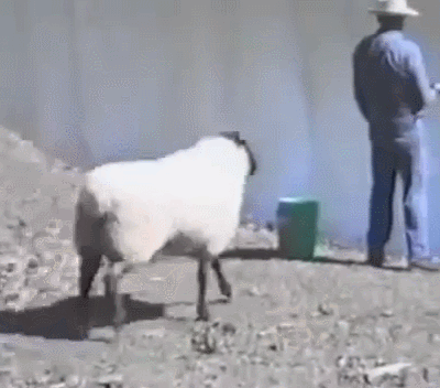 Baaaaaa GIFs - Get the best gif on GIFER