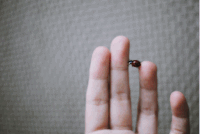 Insect GIFs - Get the best gif on GIFER