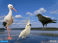 Olla GIFs - Get the best gif on GIFER