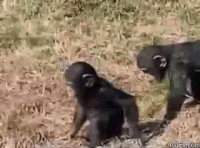 Chimpanzees GIFs - Get the best gif on GIFER