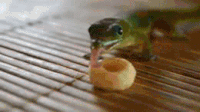 Geckos GIFs - Get the best gif on GIFER