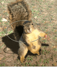 Hula hoop GIFs - Get the best gif on GIFER