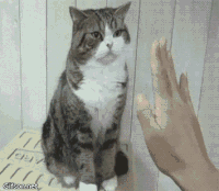 Iq GIFs - Get the best gif on GIFER