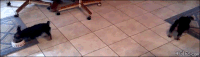 Decide GIFs - Get the best gif on GIFER