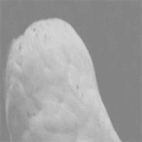 Hoot GIFs - Get the best gif on GIFER