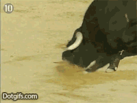 Bull GIFs - Get the best gif on GIFER