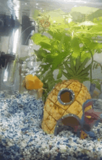 Snail GIFs - Get the best gif on GIFER