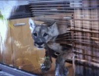 Puma GIFs - Get the best gif on GIFER