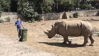 Rhino GIFs - Get the best gif on GIFER