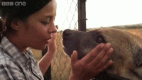 Hyena GIFs - Get the best gif on GIFER