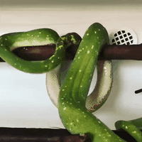 Snake GIFs - Get the best gif on GIFER