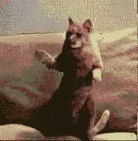 Established GIFs - Get the best gif on GIFER