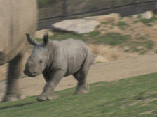 Safari park GIF - Conseguir o melhor gif em GIFER