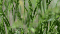 Grass GIFs - Get the best gif on GIFER