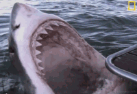 Hai GIFs - Get the best gif on GIFER