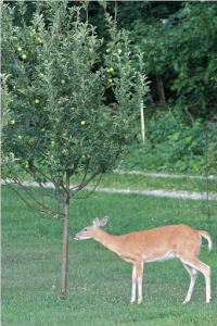 Deer GIFs - Get the best gif on GIFER