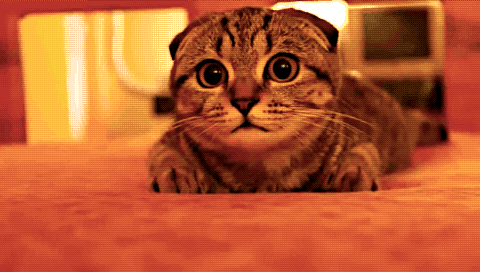 Palindrome GIF - Conseguir el mejor gif en GIFER
