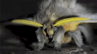 Moth GIFs - Get the best gif on GIFER