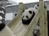 Sliding panda GIFs - Get the best gif on GIFER