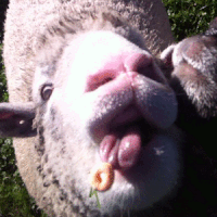 Lamb GIFs - Get the best gif on GIFER