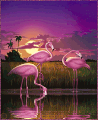 Flamingo GIFs - Get the best gif on GIFER