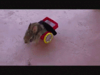 Disabled GIFs - Get the best gif on GIFER