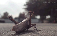 Grasshopper GIFs - Get the best gif on GIFER