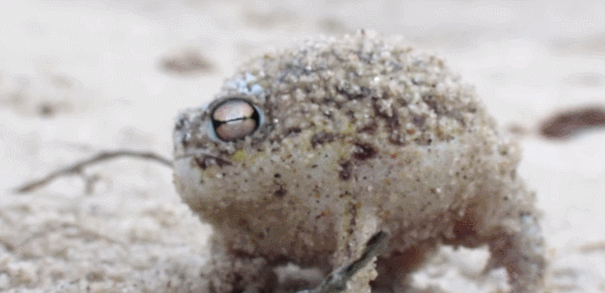 Frogit GIFs - Get the best gif on GIFER