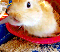 Hungrig GIFs - Get the best gif on GIFER