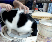 Carousel GIFs - Get the best gif on GIFER