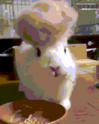 Hares GIFs - Get the best gif on GIFER