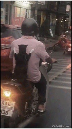 Fearless GIFs - Get the best gif on GIFER