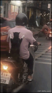 Fearless GIFs - Get the best gif on GIFER
