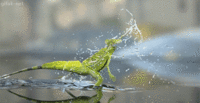 Lizard GIFs - Get the best gif on GIFER