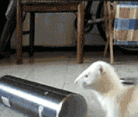 Stabilized GIFs - Get the best gif on GIFER