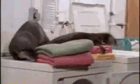Laundry GIFs - Get the best gif on GIFER