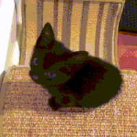 Meowy GIFs - Get the best gif on GIFER