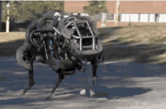 Wildcat GIFs - Get the best gif on GIFER