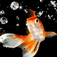 Goldfishes GIFs - Get the best gif on GIFER