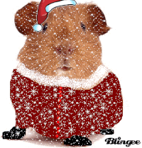 Guinea GIFs - Get the best gif on GIFER