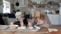 Dining GIFs - Get the best gif on GIFER