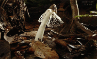 Fungi GIFs - Get the best gif on GIFER