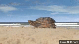 Turtlesauce GIF - Conseguir o melhor gif em GIFER